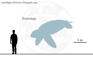 Mundo Pré-Histórico: Protostega, uma das maiores tartarugas-marinhas