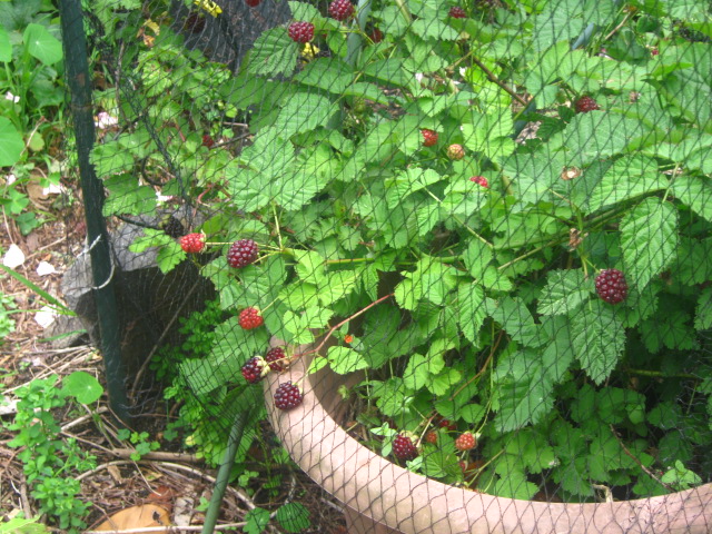 GROWING BOYSENBERRIES
