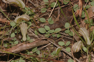 The Nature of Robertson: "Little Dumpies" - Diplodium truncatum ...