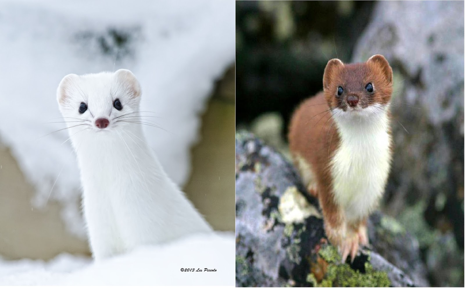 ADK Forever Wild Cute But Deadly adk-forever-wild-cute-but-deadly