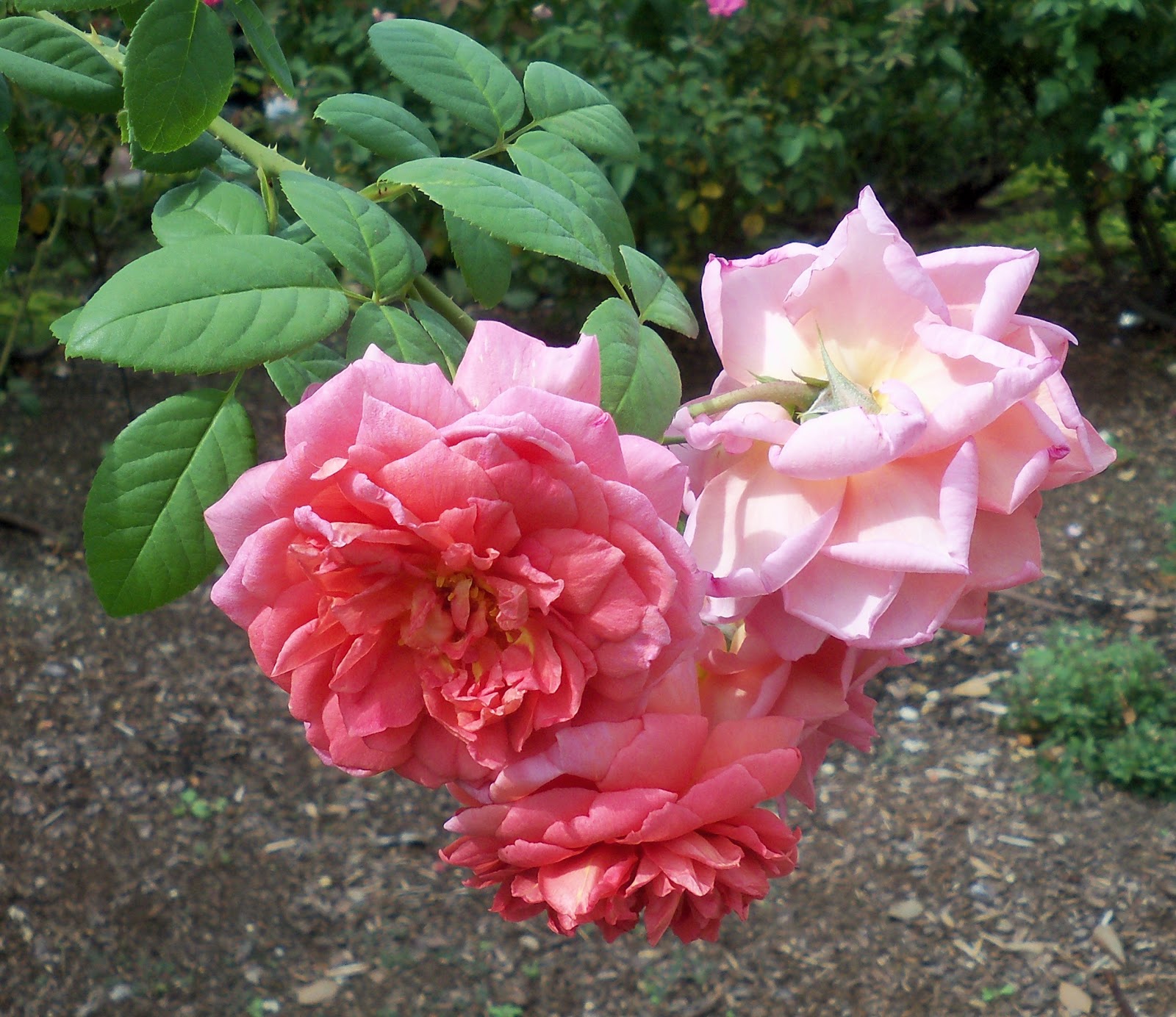 Peonies and Paint: Think Pink