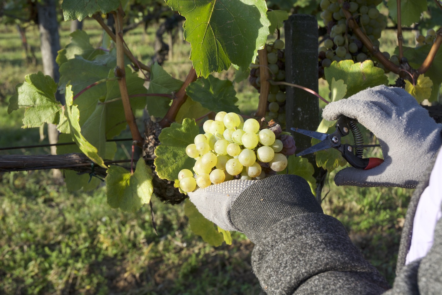 Tersina Wine Journal: The ugly duckling of grape