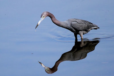 Argentina nativa: Garza azul (Egretta caerulea)