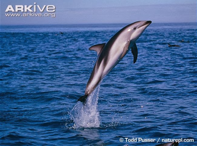 El delfín oscuro o de Fitzroy (Lagenorhynchus obscurus) es una especie ...