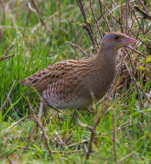 Corncrake | Birds of India | Bird World