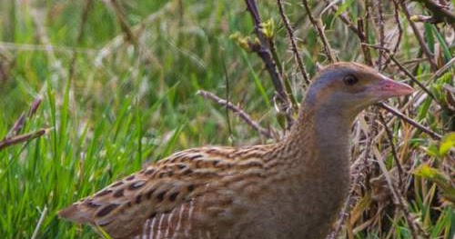 Corncrake | Birds of India | Bird World