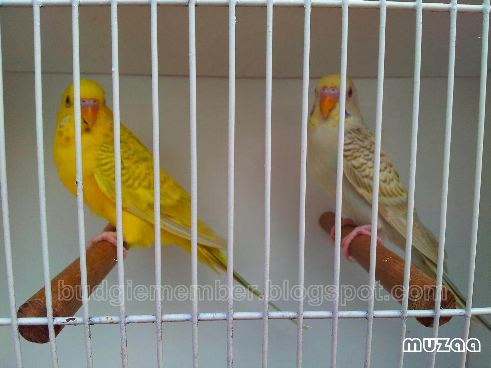 Fallow Budgies - Sembang Budgies & Cockatiels