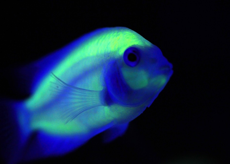 Taiwan Luminous Angelfish
