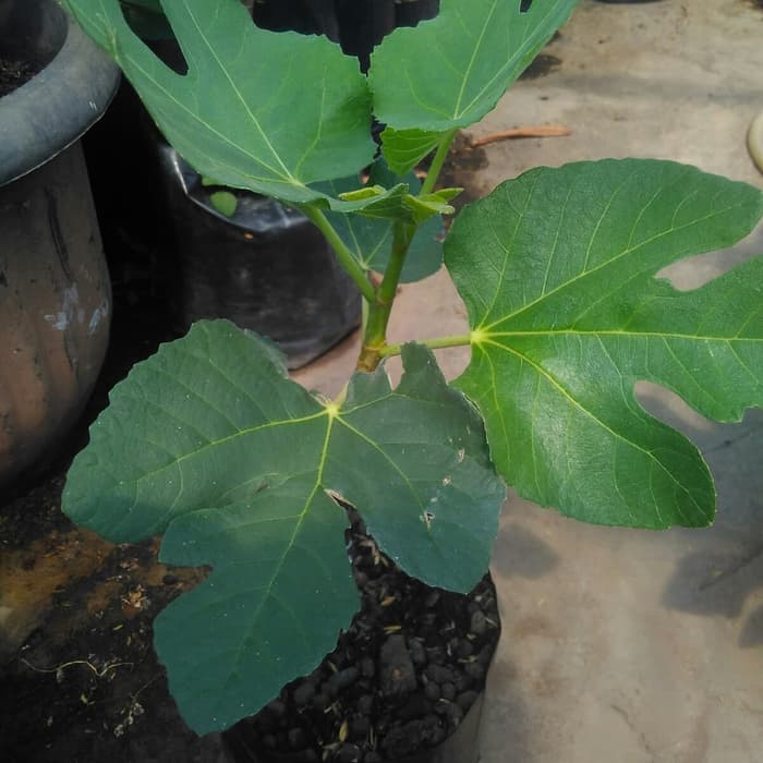 Long Yellow Fig - Var Tin