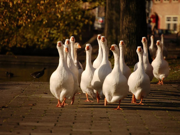 Collective Nouns With Examples Grammar Lessons Learn Ec English collective-nouns-with-examples-grammar-lessons-learn-ec-english