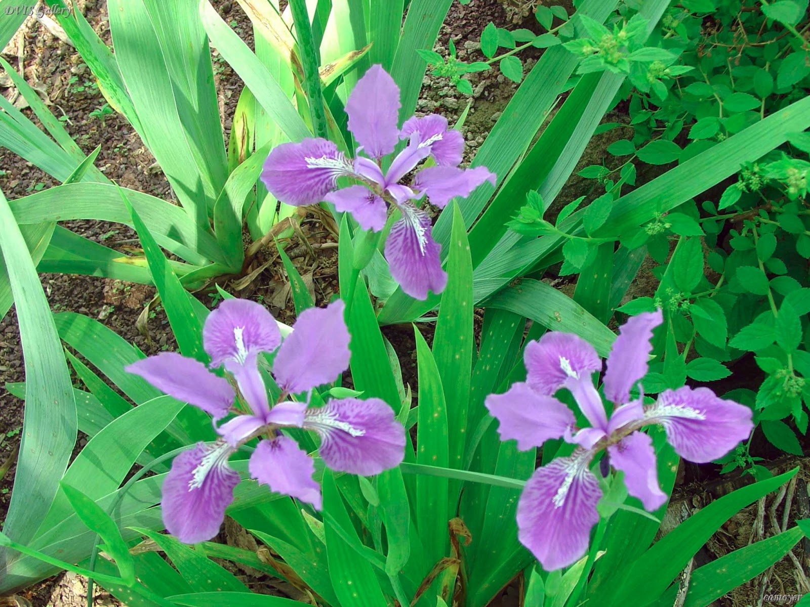 Iris Tectorum Blue
