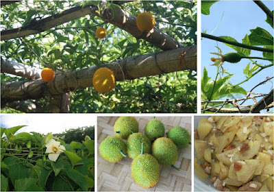 Indigenous Vegetables at a Glance: Sugod-sugod