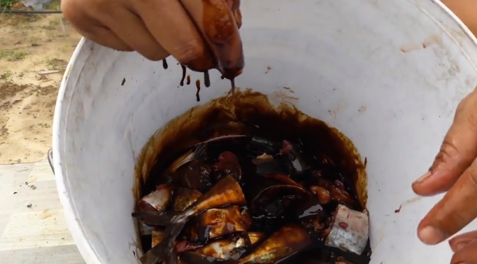 Cara Buat Baja Ikan Dan Gula Merah Untuk Lebatkan Buah Hingga Patah ...