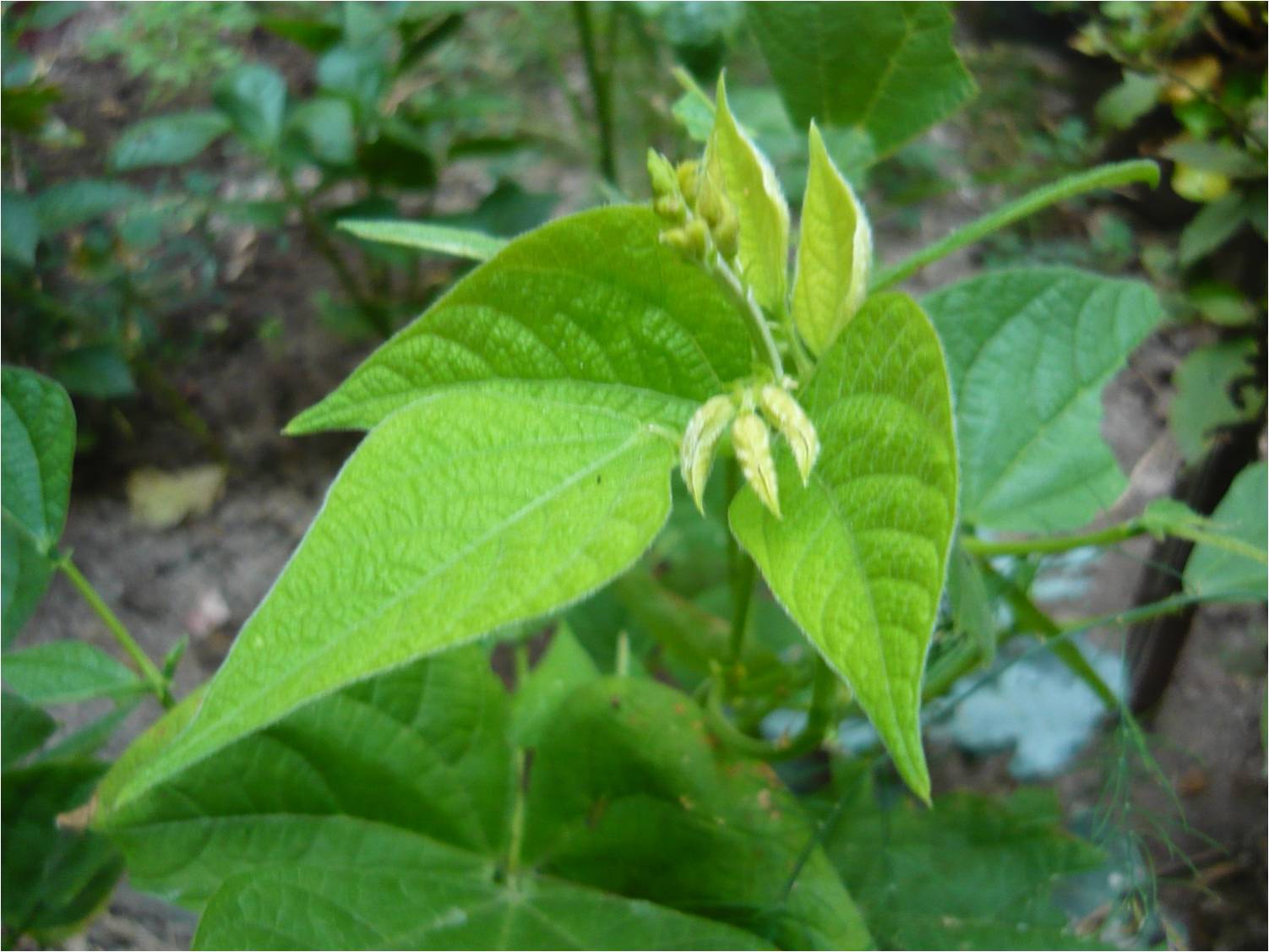 ALTERNATIVA ECOLÓGICA: CULTIVO DE VAINITA