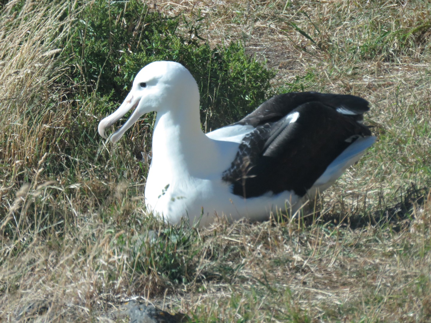 MV Gjoa: Royal Albatross Centre - Dunedin NZ