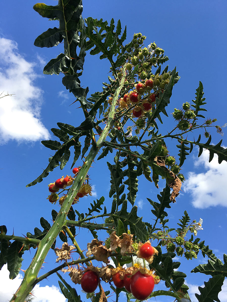 Gartenzone: Litschitomate Solanum Sisymbrifolium, die Stachelshow