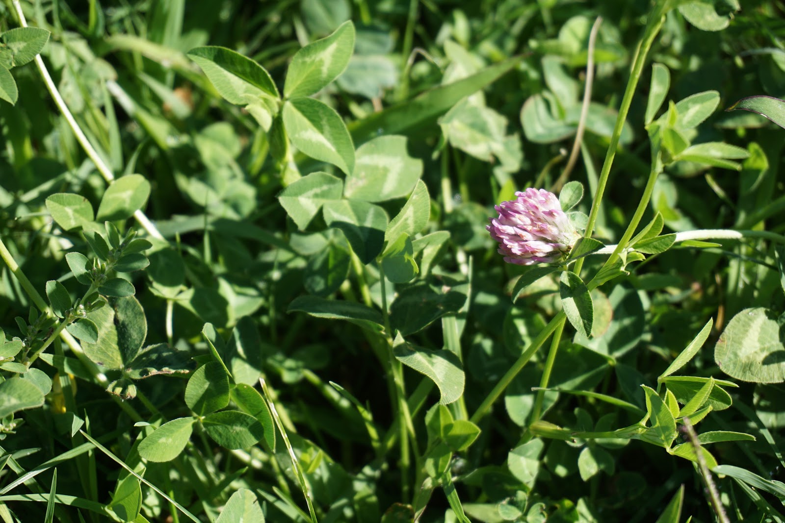 Plantas de Huerta Otea, Salamanca: Trébol rojo (Trifolium pratense)