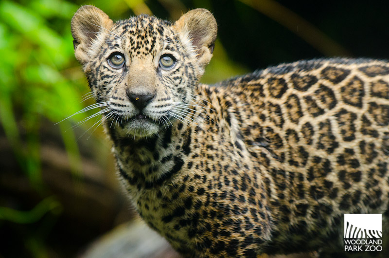 Jaguar cubs take first practice steps outside