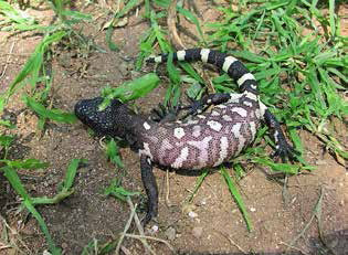 Sciency Thoughts: The biodiversity of Beaded Lizards.