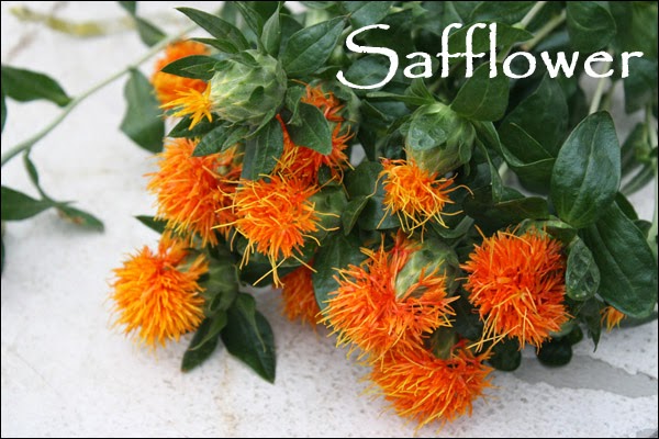 Safflower Tea Benefits ~ Healthy Tea 101