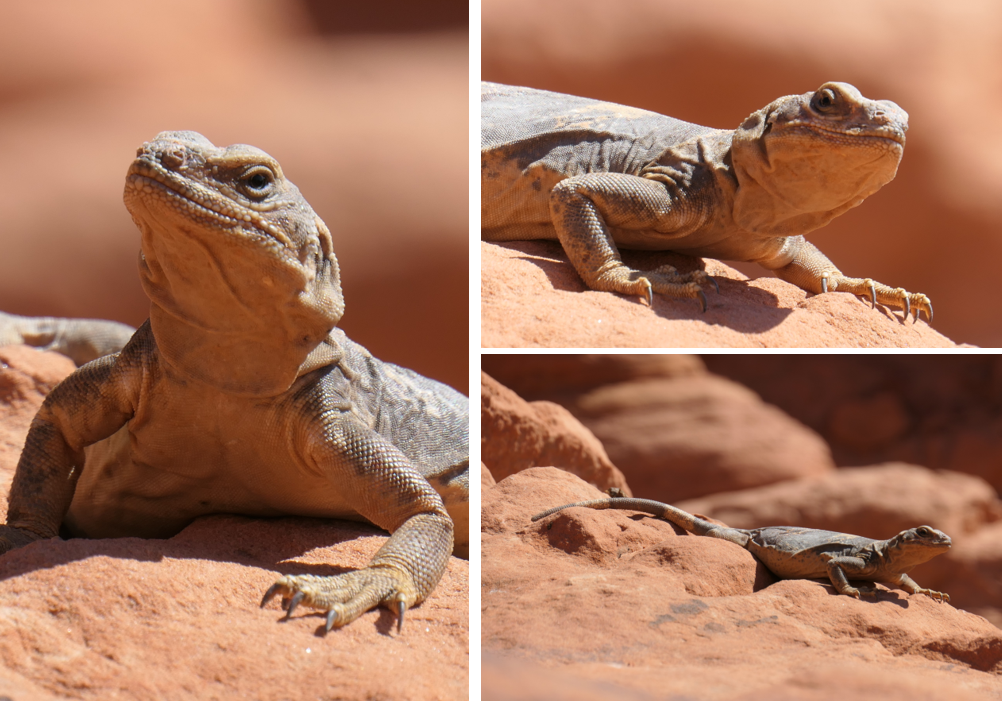 Go Around the Bend: Valley of Fire – Put this on your list!