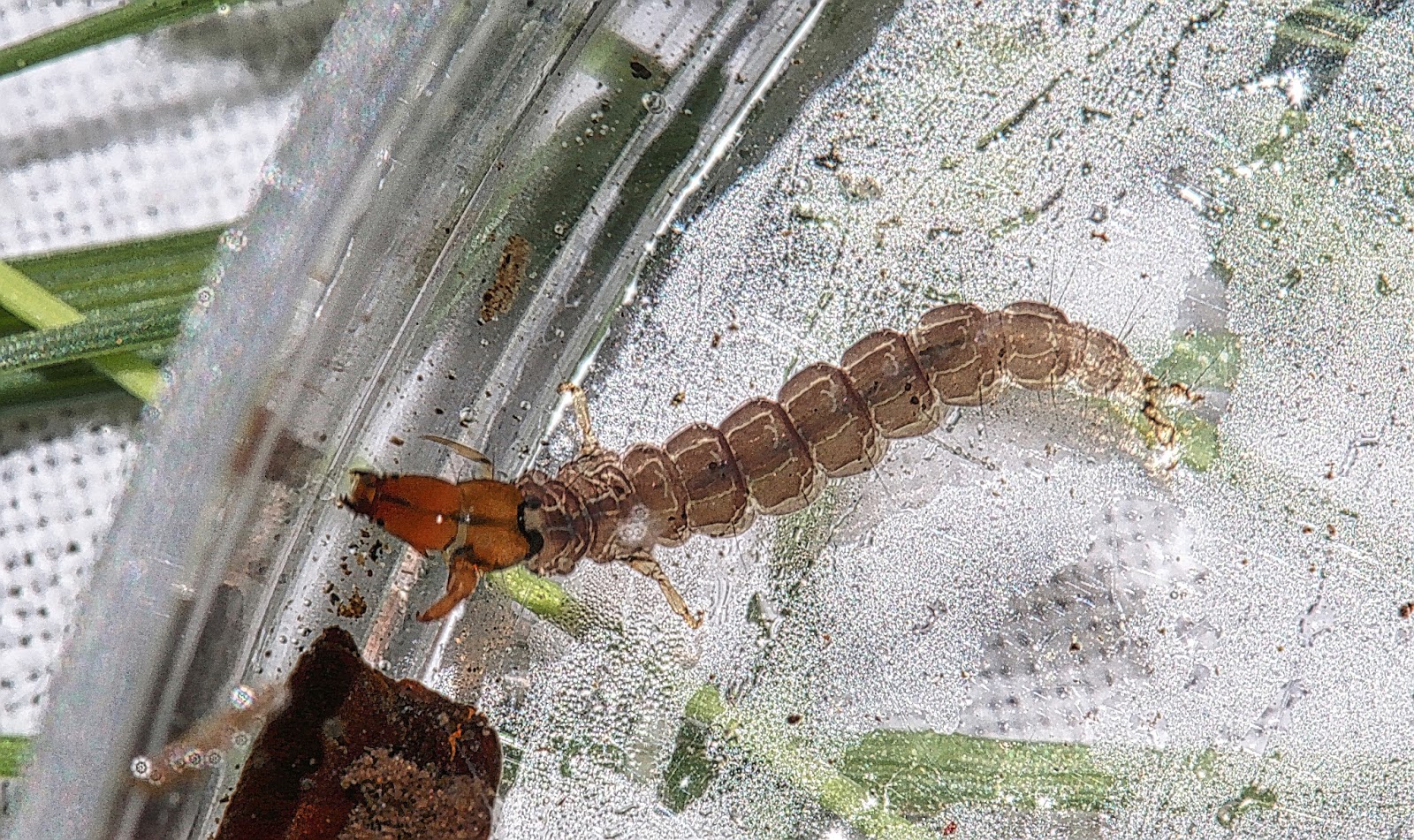 Aquatic Insects of Central Virginia: May 2017