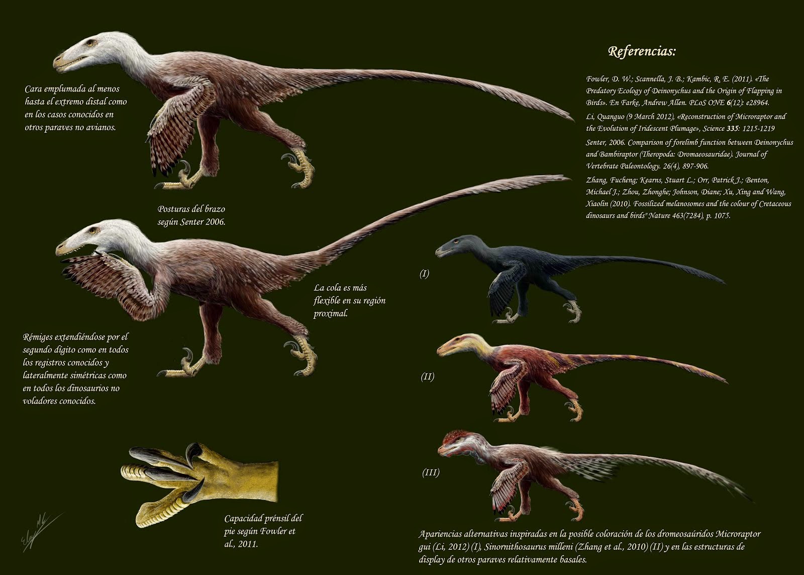 Guía de Reconstrucción de Deinonychus. - Eloy Manzanero Criado