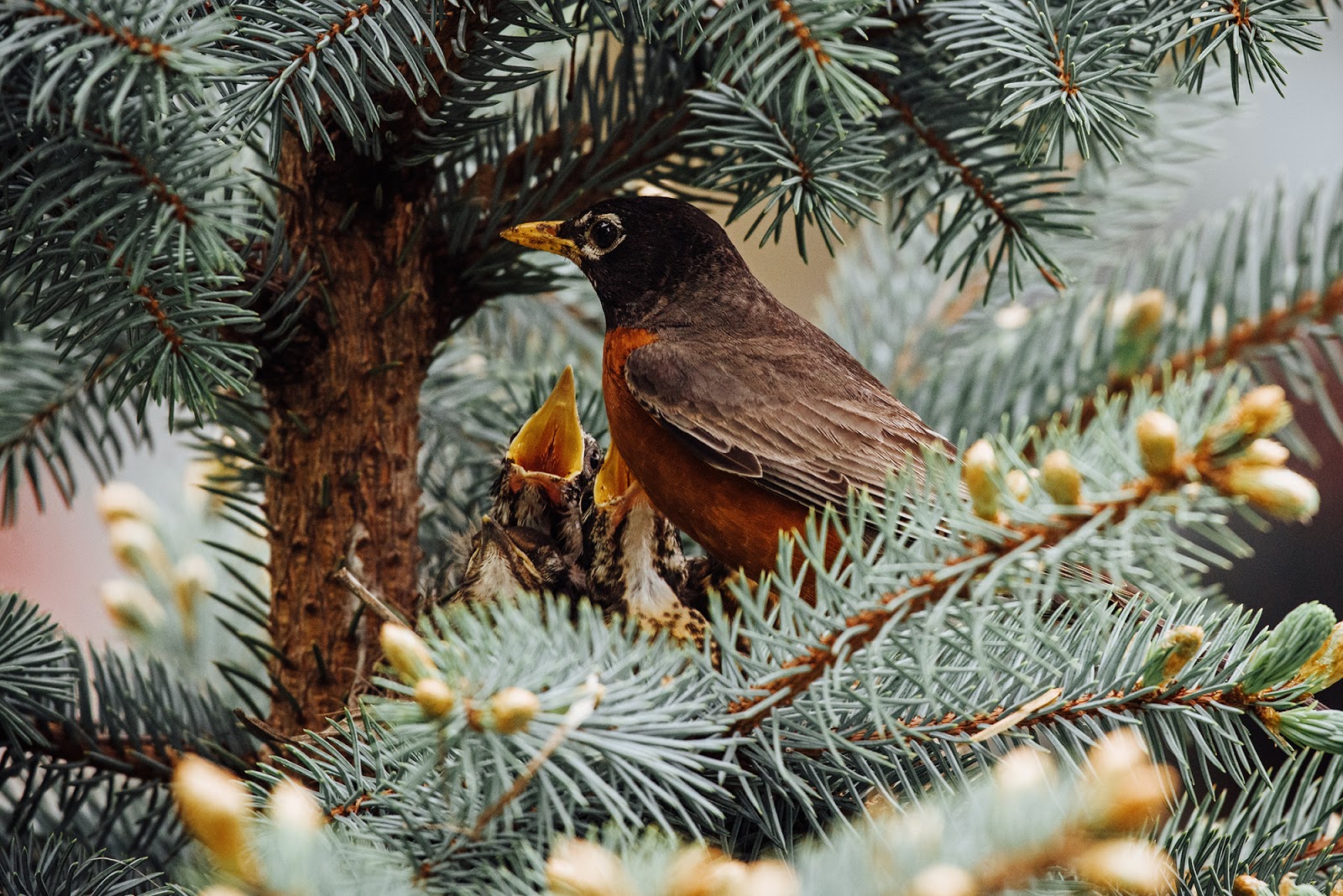 Andrew Potter Photo Blog: Robin Family