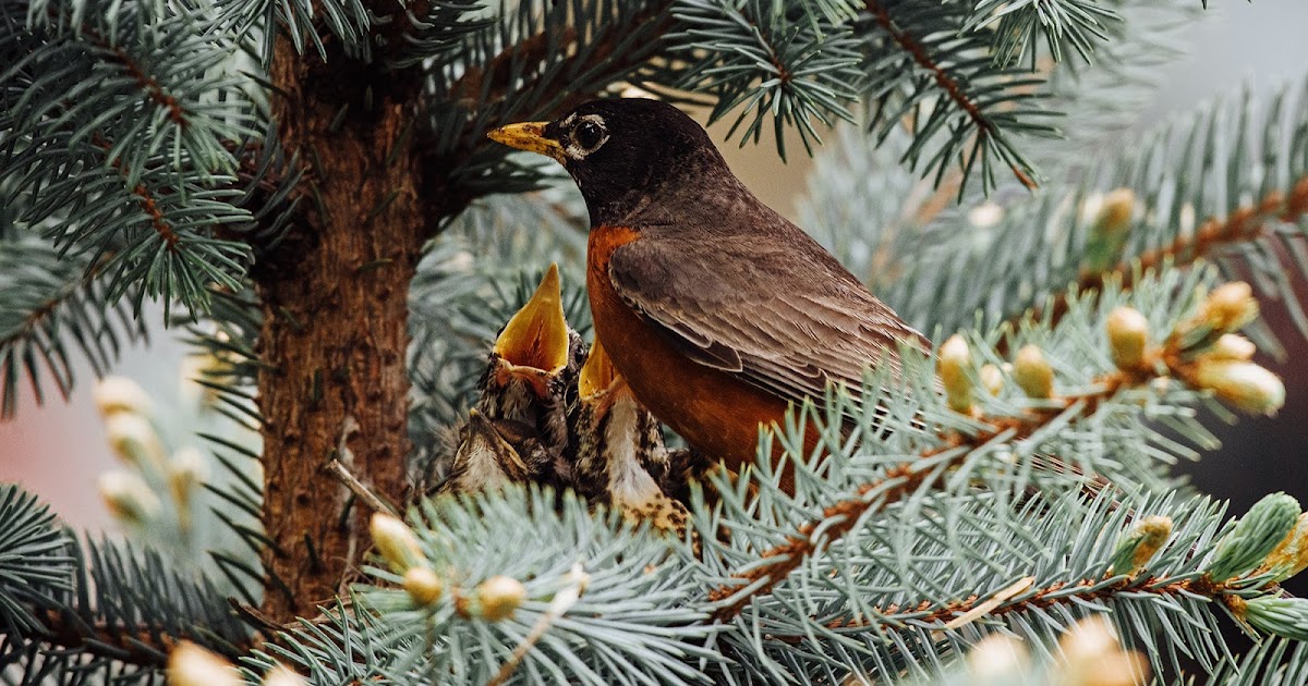 Andrew Potter Photo Blog: Robin Family