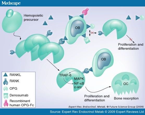 Nephron Power: Prolia or Xgeva, Denosumab and The Renal world!