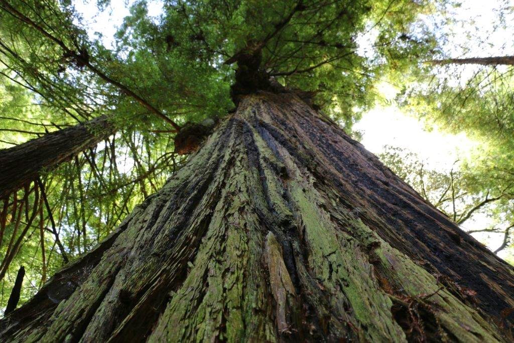 Extremo Norte 2014: OS ELKS DO REDWOOD NATIONAL PARK NA CALIFÓRNIA