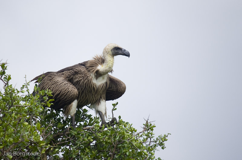 Fotografie - Wildlifephotography: Nur eine Hyäne und einen Geier im ...