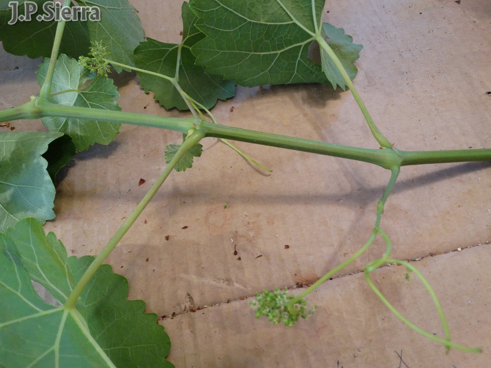 El Rincón de La Isidra: ESPORGA Y RAYUELO