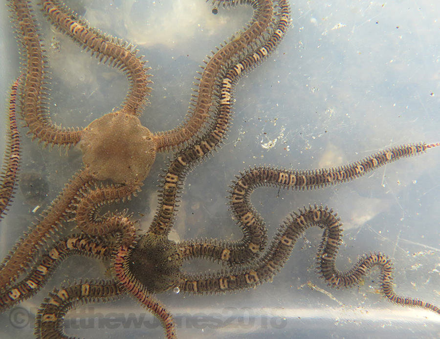 The shape and the idea: 120 — Mottled brittle star, Ophionereis fasciata