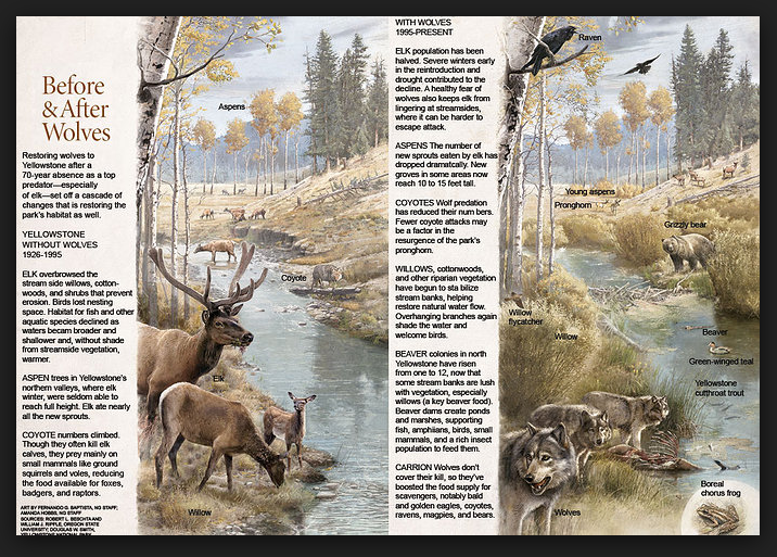 ERIPE LUPUS: YELLOWSTONE NATIONAL PARK WOLVES