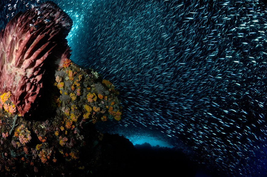 Posts à Beira Mar: De cara com o maior cardume de sardinhas do mundo