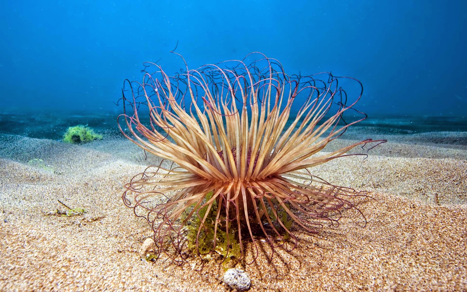 CRINOIDEA photos - wallpapers | the fun bank