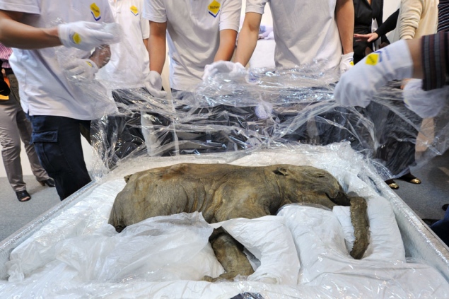The Circus "NO SPIN ZONE": World's Most Well Preserved Mammoth Goes On ...