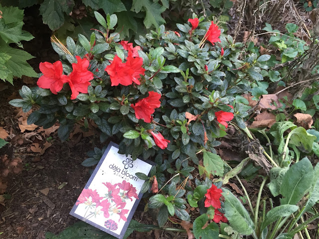 bwisegardening: October 2015 Garden Bloggers Bloom Days