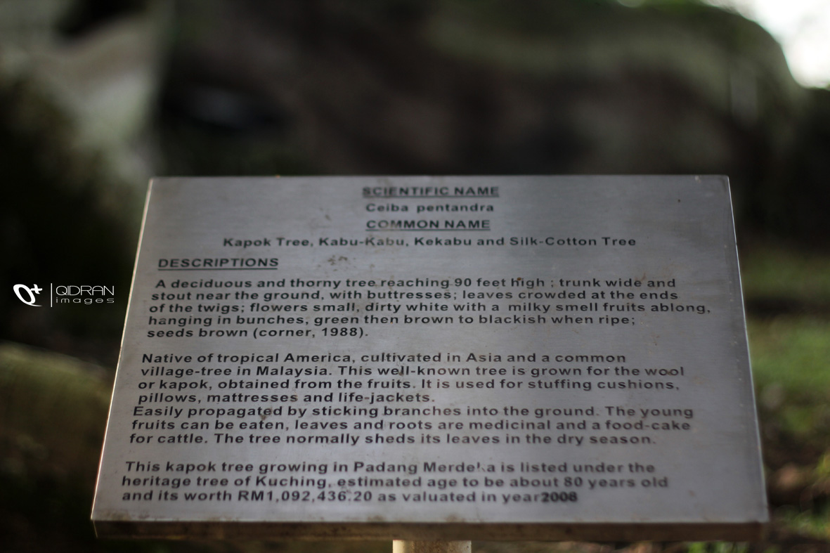 qidr.an ©: Borneo trip 2013 | Kuching pt VI : Giant Kekabu Tree