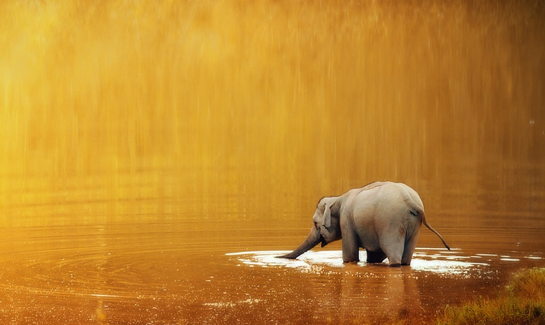 25 breathtaking photos of elephants ~ Amazing