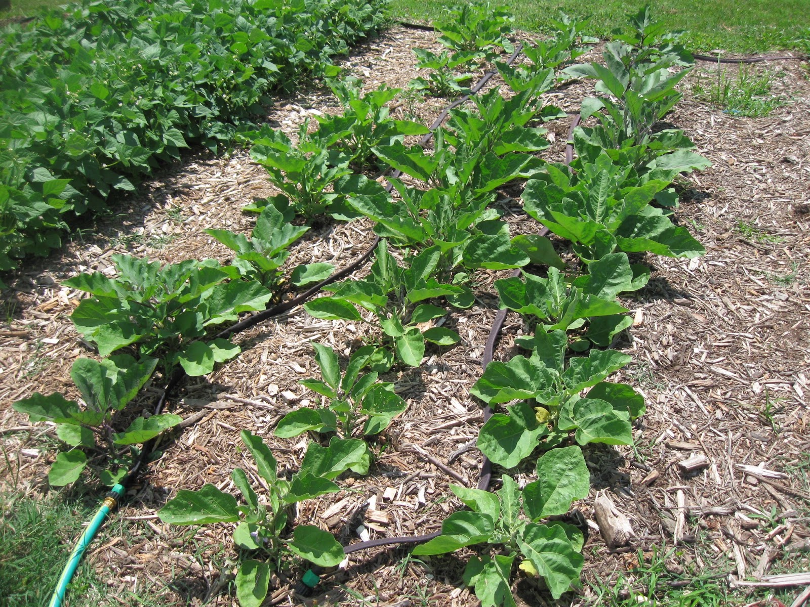 Kentucky Fried Garden: A Vegetable Garden in June Overview