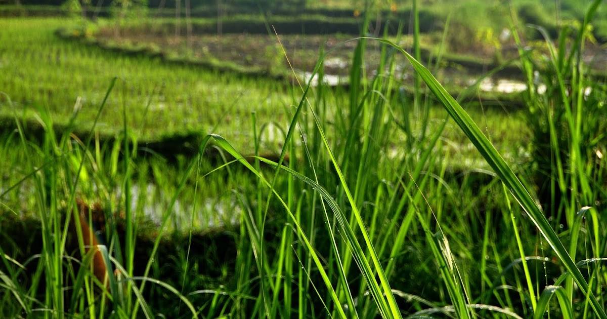 Urutan Nandur Pari ~ EFFERVESCENCE