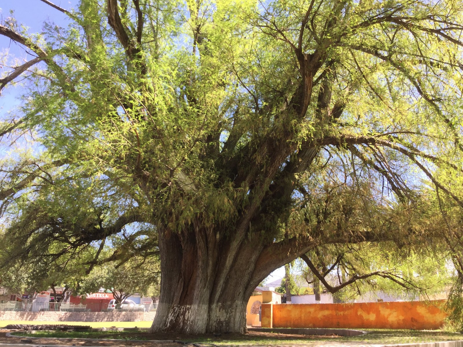 VENERABLES ÁRBOLES : El Sabino de Zimapán, México