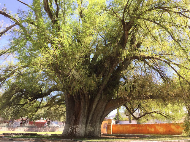 VENERABLES ÁRBOLES : El Sabino de Zimapán, México