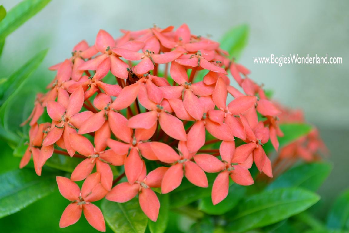 Suntan Flower – Bogie's Wonderland