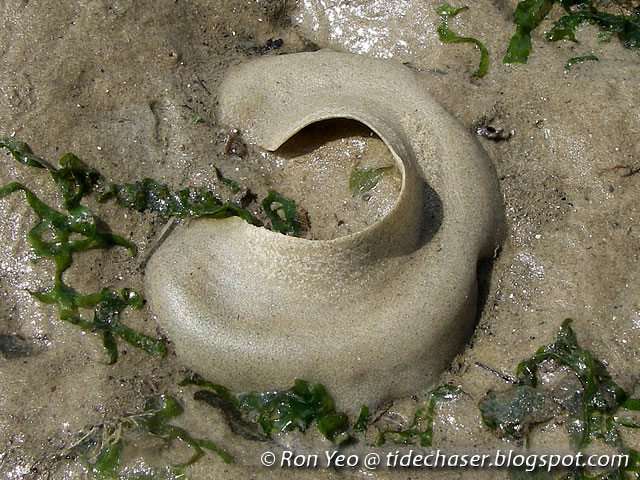 tHE tiDE cHAsER: Moon Snails (Phylum Mollusca: Family Naticidae) of ...