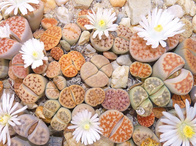 HOW TO GROW LITHOPS INDOORS |The Garden of Eaden
