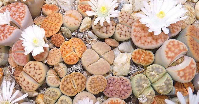 HOW TO GROW LITHOPS FROM SEED |The Garden of Eaden