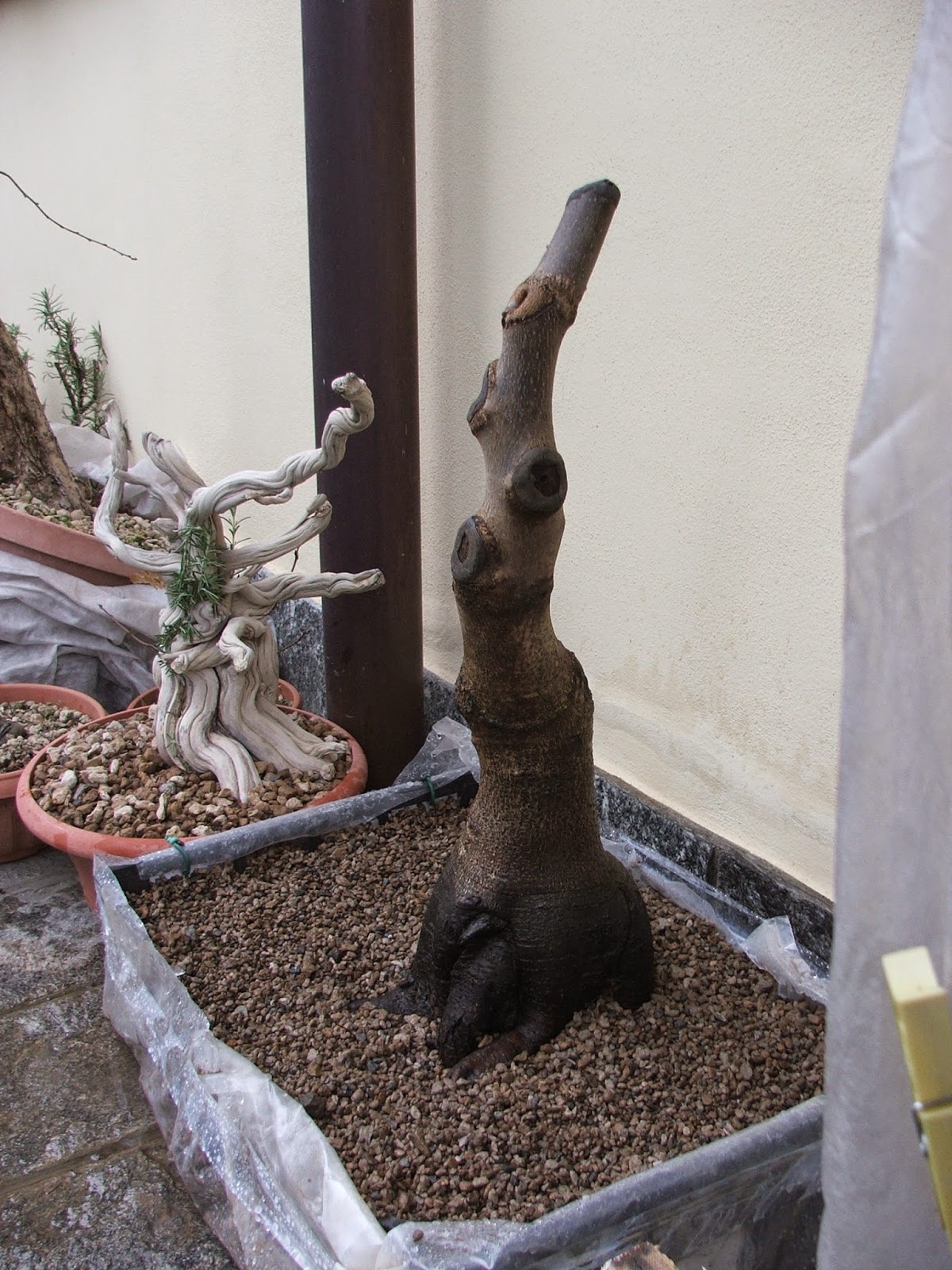 Evoluzione Bonsai : Bonsai di Noce - Juglans regia - Walnut bonsai﻿